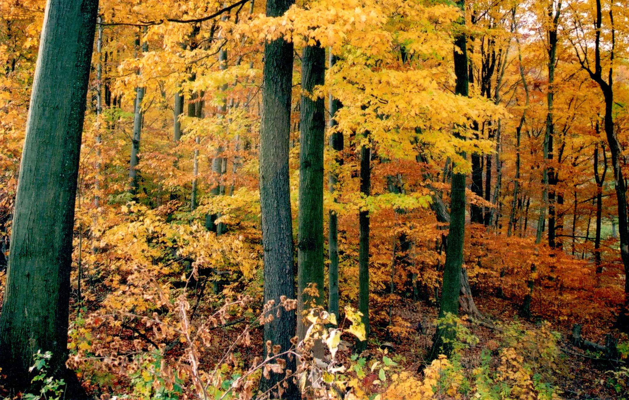 Lowville Golf Club – Kilbride History Group